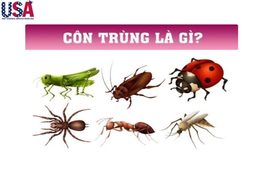 Côn trùng là gì? Phân loại các loài côn trùng theo hình thức phát triển