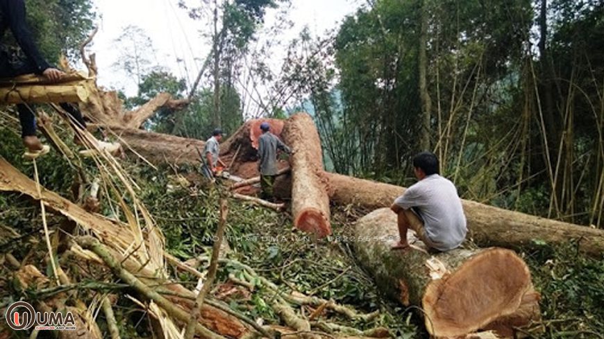 Gỗ Chua Khét Là Gì? Ưu Và Nhược Điểm Trong Thiết Kế Nội Thất | Uma