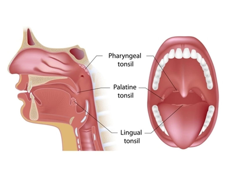 Amidan là gì? Làm cách nào để giữ cho Amidan luôn khỏe? | Medlatec